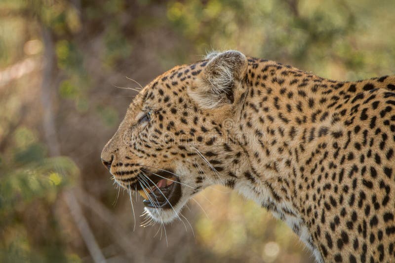 Side profile of a Leopard stock photo. Image of conservation - 68441364