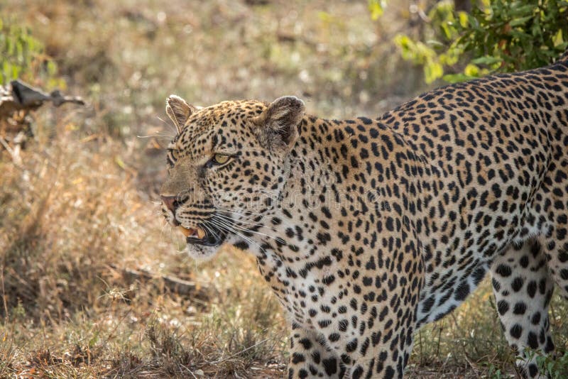 Side profile of a Leopard. stock image. Image of nature - 80304497
