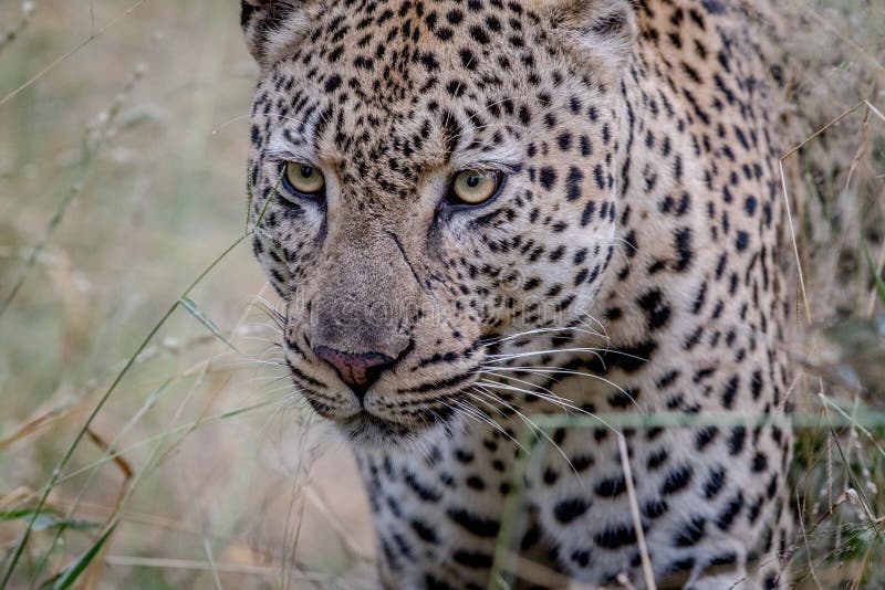 Side Profile of a Leopard in the Kruger. Stock Image - Image of ...