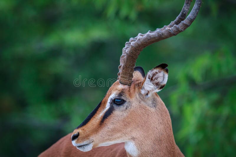 Side Profile of a Male Black-faced Impala. Stock Photo - Image of ...