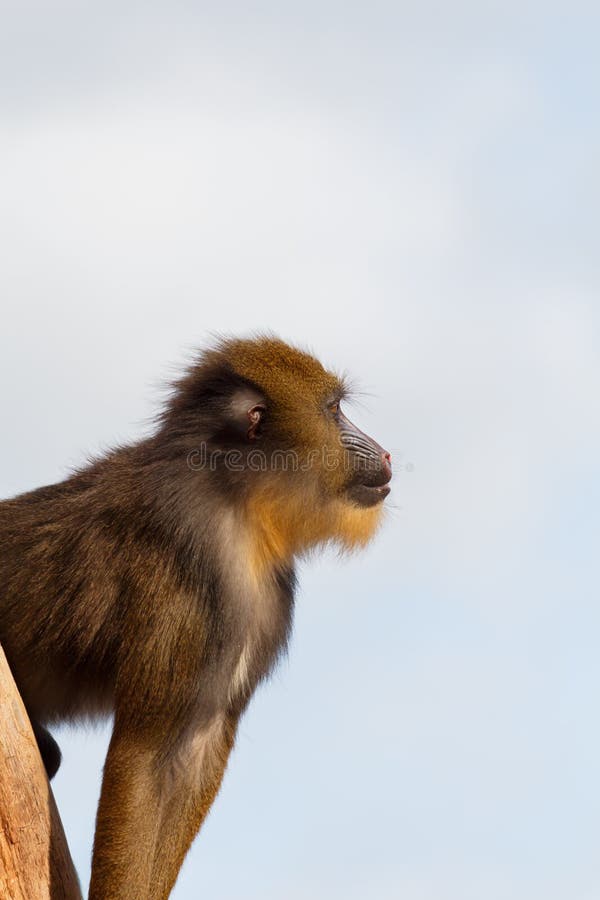 Side Profile of Mandril with Colourful Snout Stock Image - Image of ...