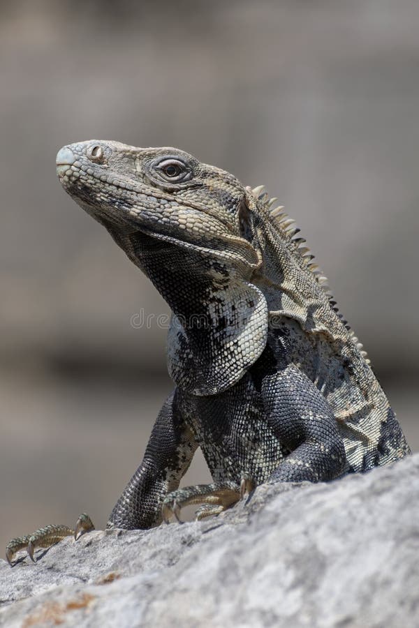 Side Profile of a Mexican Iguana Perched on a Rock Stock Photo - Image ...