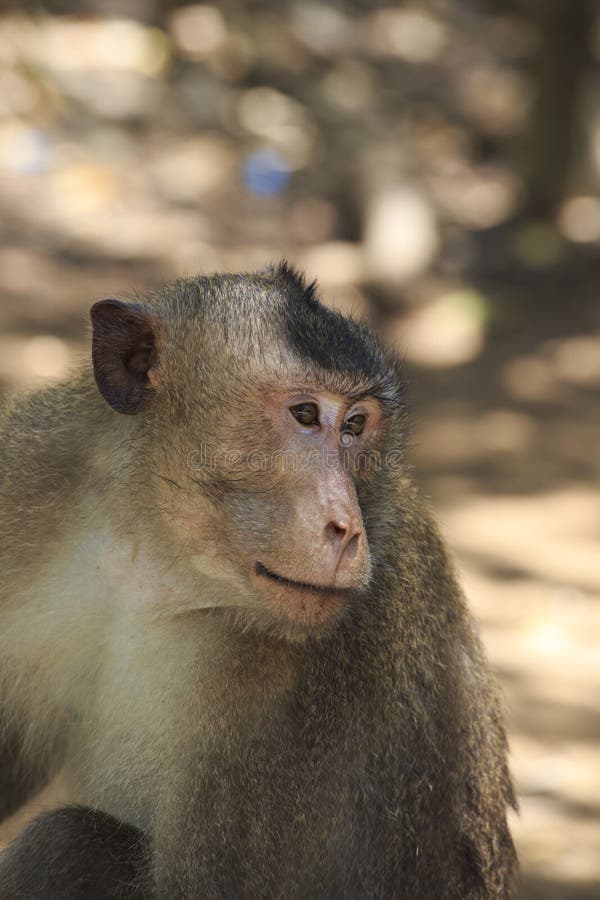 Side Profile Monkey Face stock image. Image of green - 48046355