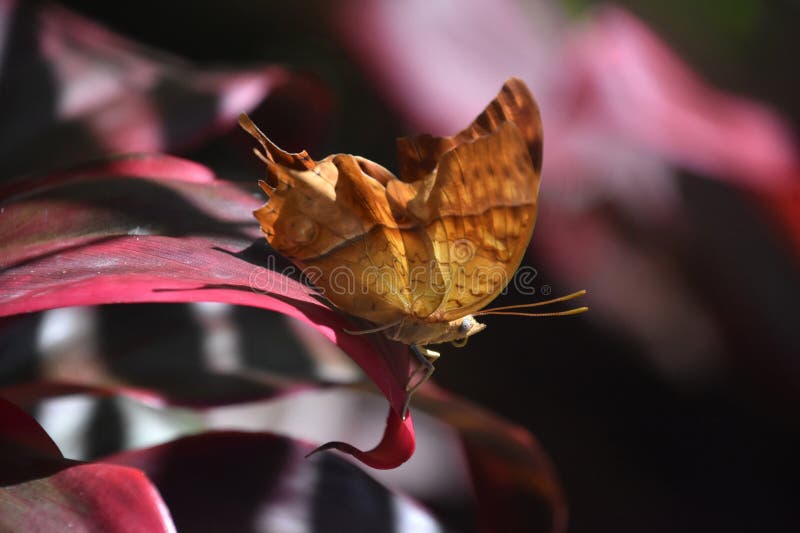 Side Profile of a Orange Cruiser Butterfly Stock Image - Image of ...