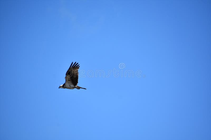 Side Profile of an Osprey in Flight Stock Photo - Image of hawk, aves ...