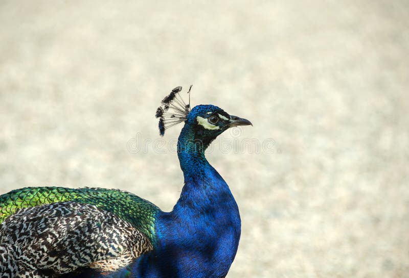 Peacokpeacock Stock Photos - Free & Royalty-Free Stock Photos from ...