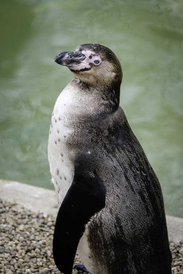 265 Penguin Side Profile Stock Photos - Free & Royalty-Free Stock ...