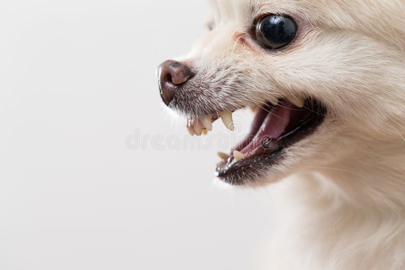 Side Profile of Pomeranian Showing Teeth Stock Image - Image of angry ...