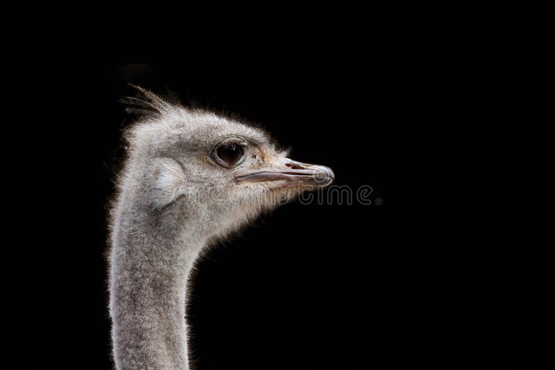 An Ostrich (Struthio Camelus - Family Struthionidae, of Flightless ...