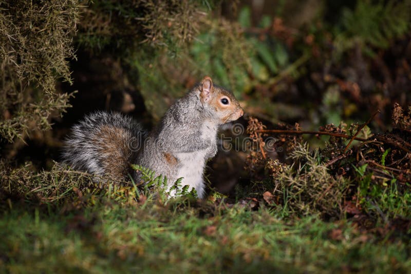 Close Up Portrait of a Grey Squirrel Stock Image - Image of nature ...
