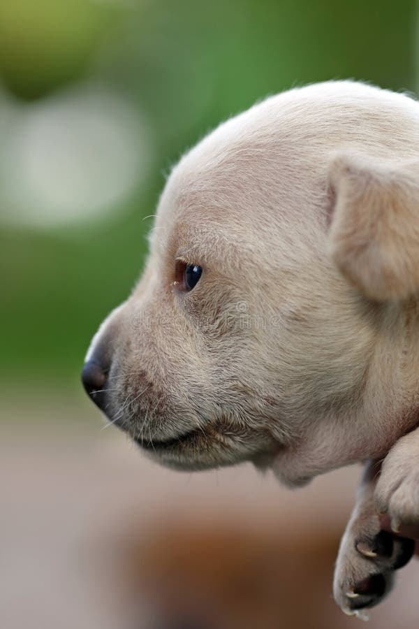 Side Profile Puppy Picture. Image: 9989817