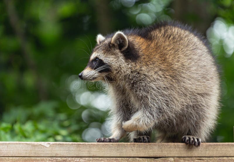 Side Profile of a Raccoon on Railing Stock Image - Image of wildlife ...