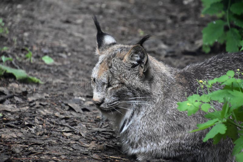 Side Profile of a Resting Lynx in the Wild Stock Image - Image of ...
