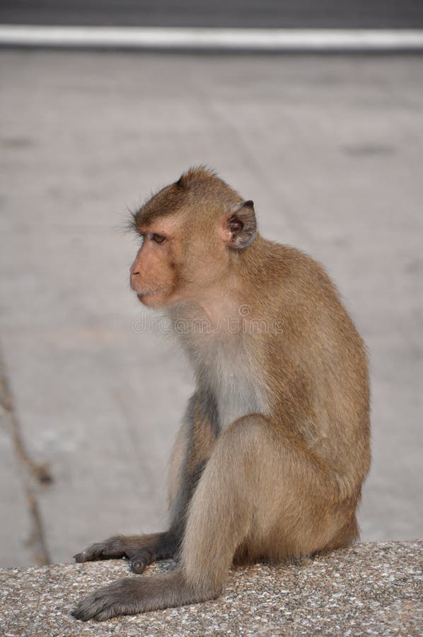 Chimpanzee Side View Stock Photos - Free & Royalty-Free Stock Photos ...