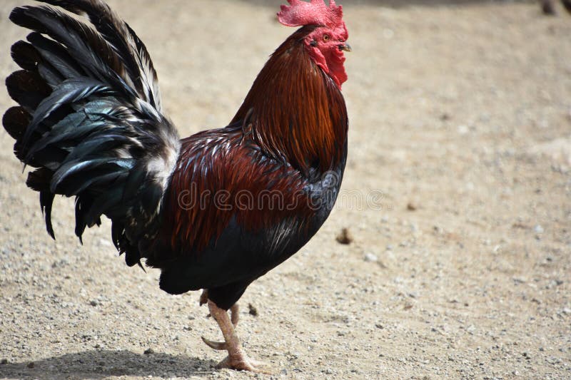 Side Profile of a Rooster on a Farm Stock Photo - Image of rooster ...