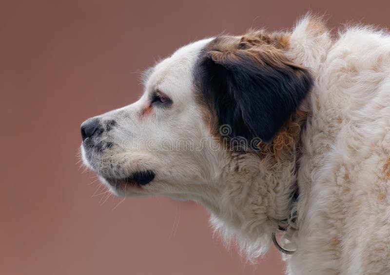 241 Saint Bernard Face Stock Photos - Free & Royalty-Free Stock Photos ...
