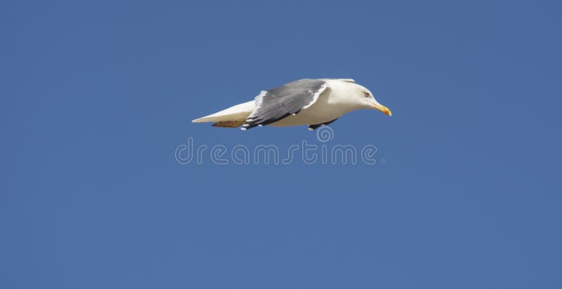 Side profile of seagull stock image. Image of england - 94073937