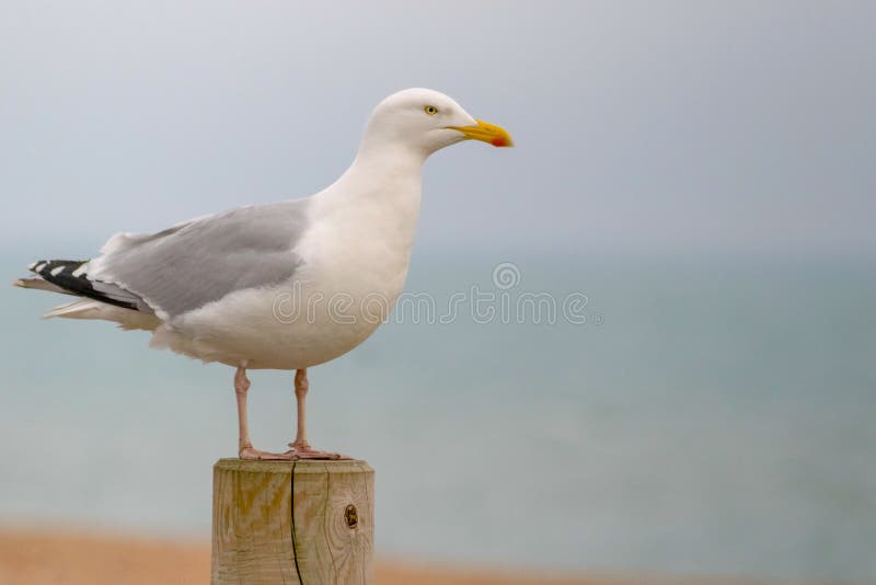Side Profile of Seagull Perched on a Post at the Seaside Stock Image ...
