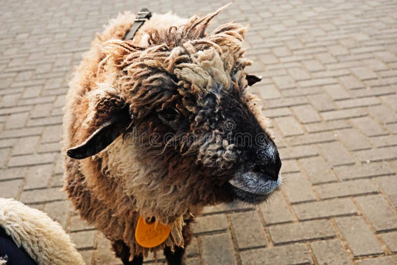 A side profile of a sheep stock image. Image of profile - 265993169