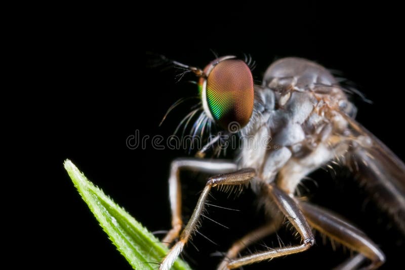 Side Profile Shot Of A Robber Fly Stock Photo - Image of grey, leaf ...