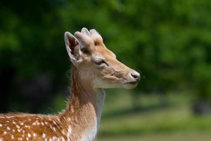 Side Profile Shot Of A Young Stag Fallow Deer Stock Photo - Image of ...