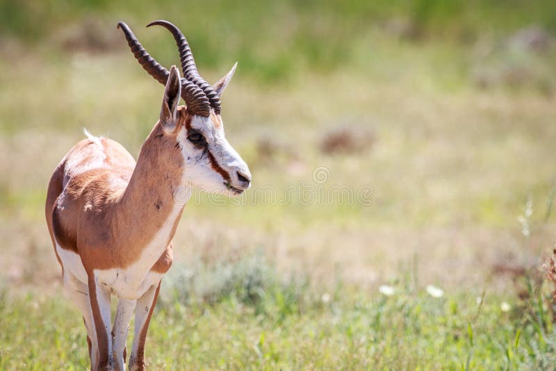 Side Profile of a Springbok. Stock Image - Image of elegant, kalahari ...