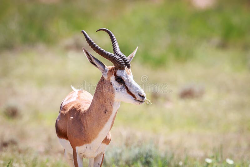Side Profile of a Springbok. Stock Photo - Image of horns, elegance ...