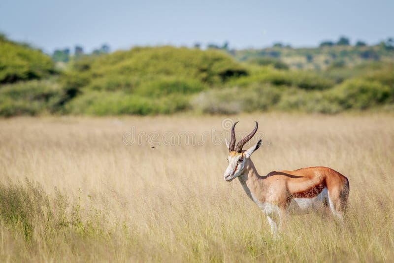 Side Profile of a Springbok in Long Grass. Stock Image - Image of ...