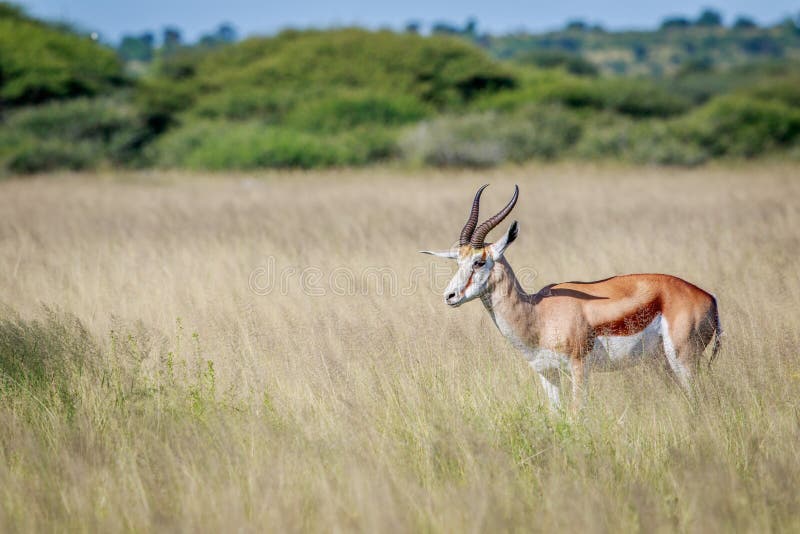 Springbok and long grass stock image. Image of animal - 10782723