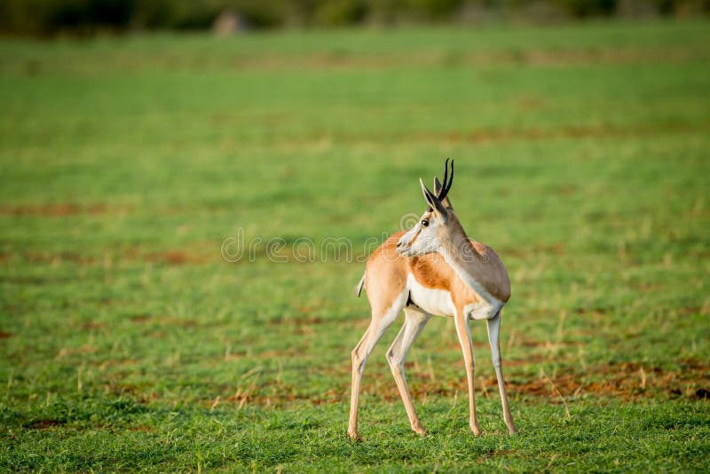 Side Profile of a Springbok Standing in the Grass. Stock Image - Image ...