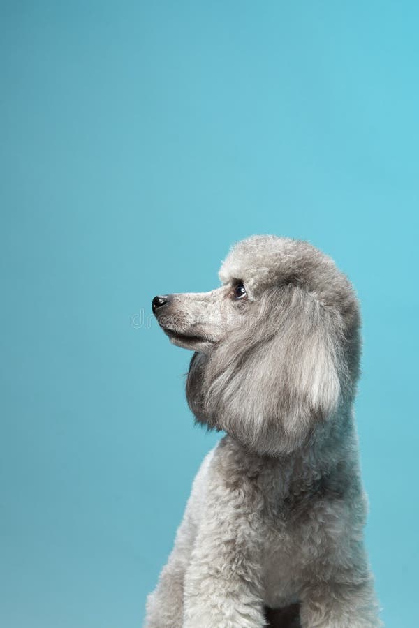 Side Profile of a Standard Poodle in Blue Studio Stock Image - Image of ...