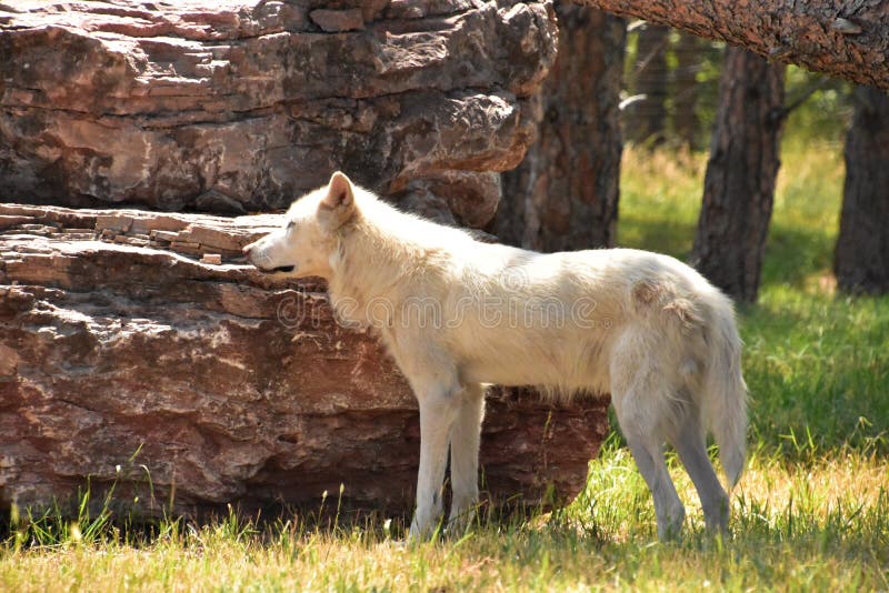 Side Profile of a Standing White Wolf Stock Image - Image of animal ...