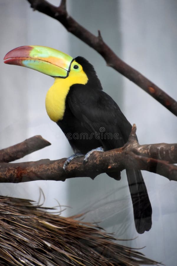 Side Profile of a Toucan Bird on a Perch Stock Photo - Image of beak ...