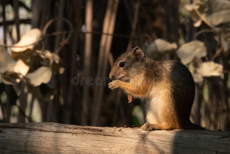 Side Profile of a Tree Squirrel Eating a Nut in the Shade Stock Image ...
