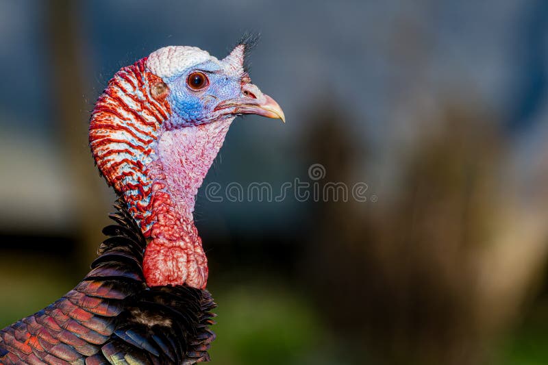 Side Profile of Vibrant Turkey Face Stock Image - Image of natural ...