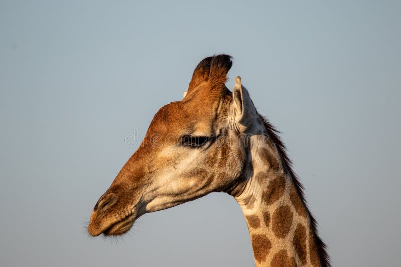 Profile Portrait of a Giraffe Stock Photo - Image of break, journey ...