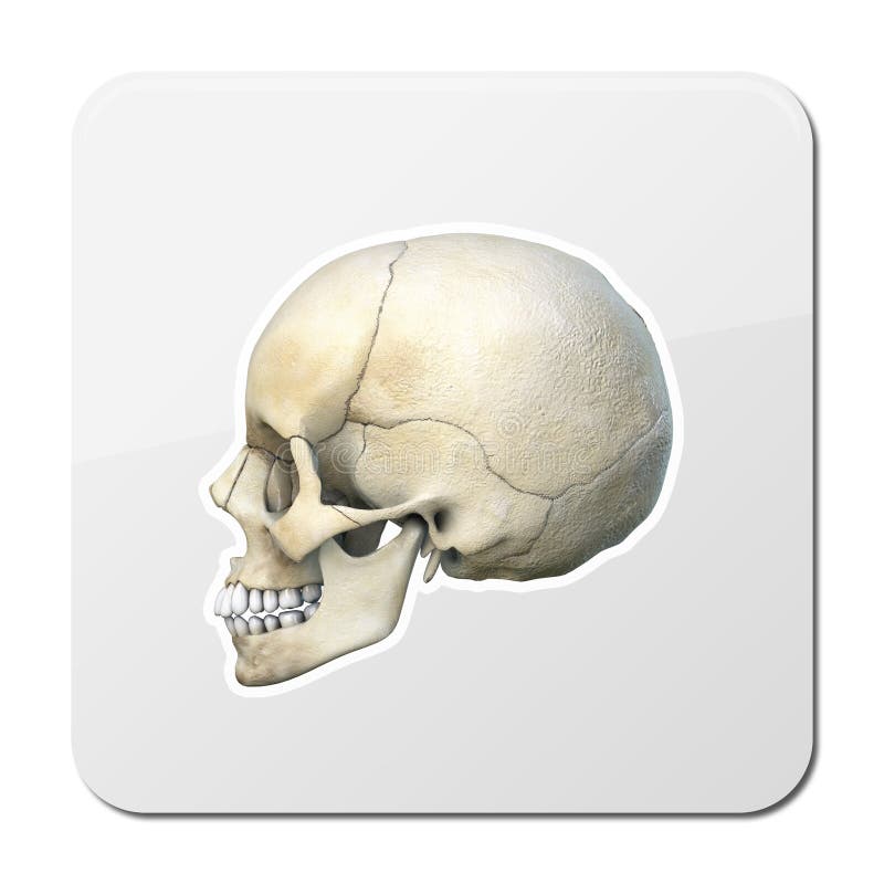 Side Profile View of Human Skull Icon 3d Stock Illustration ...