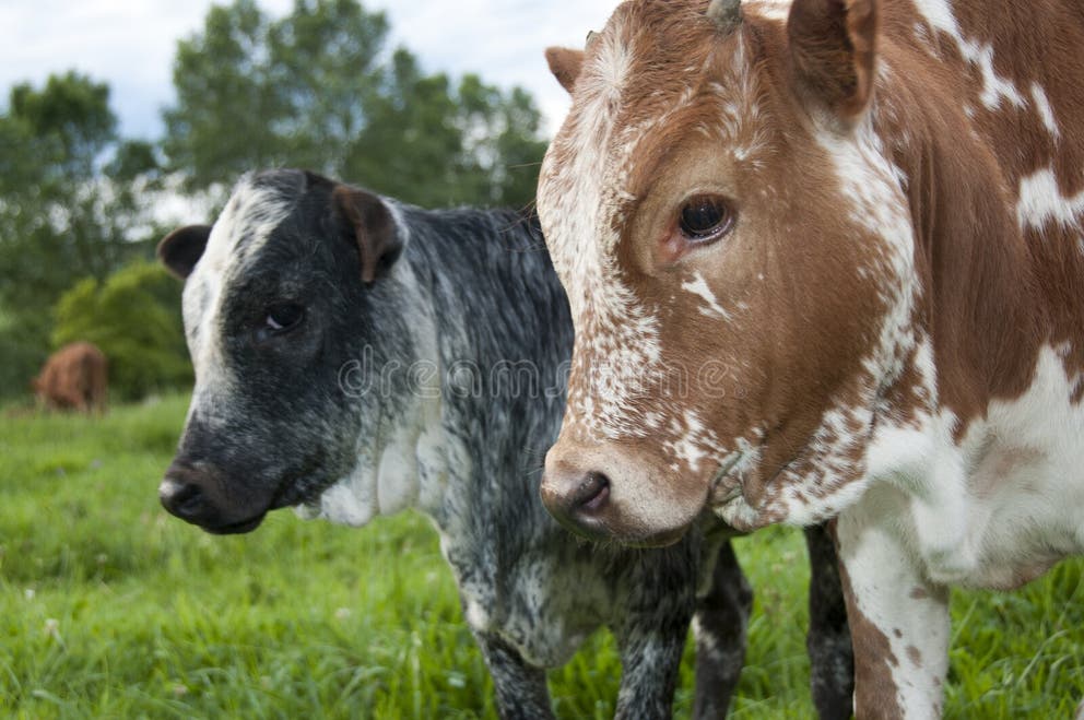 Side Profile View of Nguni Calves Stock Photo - Image of field, africa ...