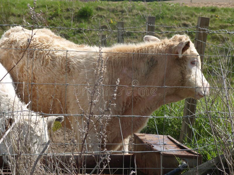 Side Profile View of a Sad Looking Cattle Stock Image - Image of field ...