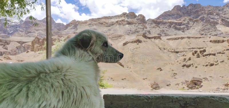 Side Profile of a White Himalayan Dog Stock Image - Image of mountain ...