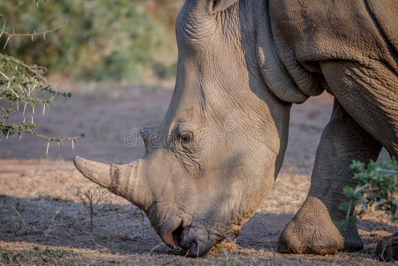 African White Rhino Side Profile Stock Photos - Free & Royalty-Free ...