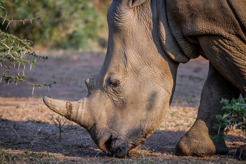 African White Rhino Side Profile Stock Photos - Free & Royalty-Free ...