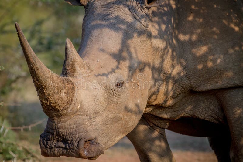 African White Rhino Side Profile Stock Photos - Free & Royalty-Free ...