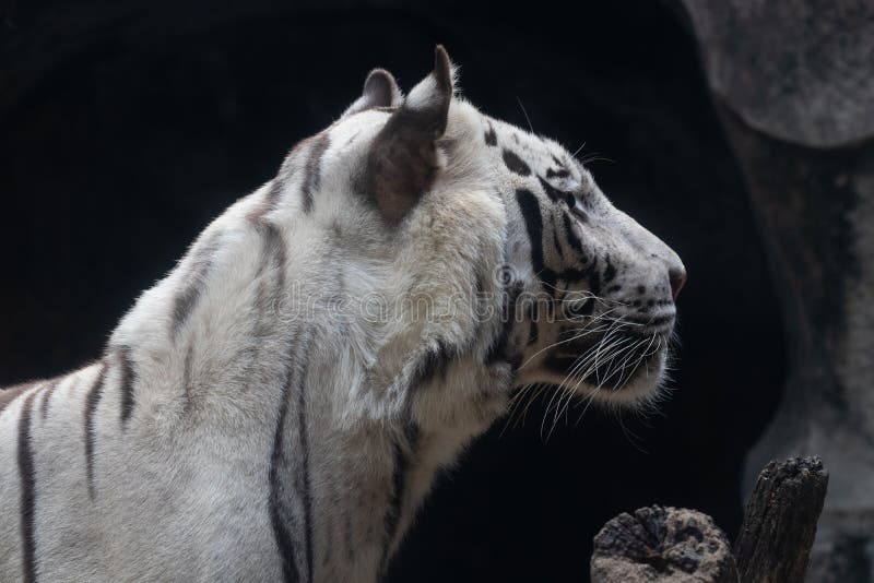 Close Up Adorable White Tiger Stock Image - Image of head, panther ...