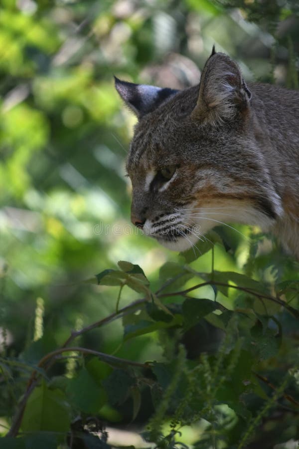 Prowling a Wild Caracal in African Countryside Stock Image - Image of ...