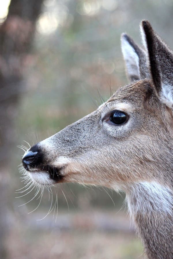 Profile of a Buck Deer stock image. Image of wild, profile - 41462191