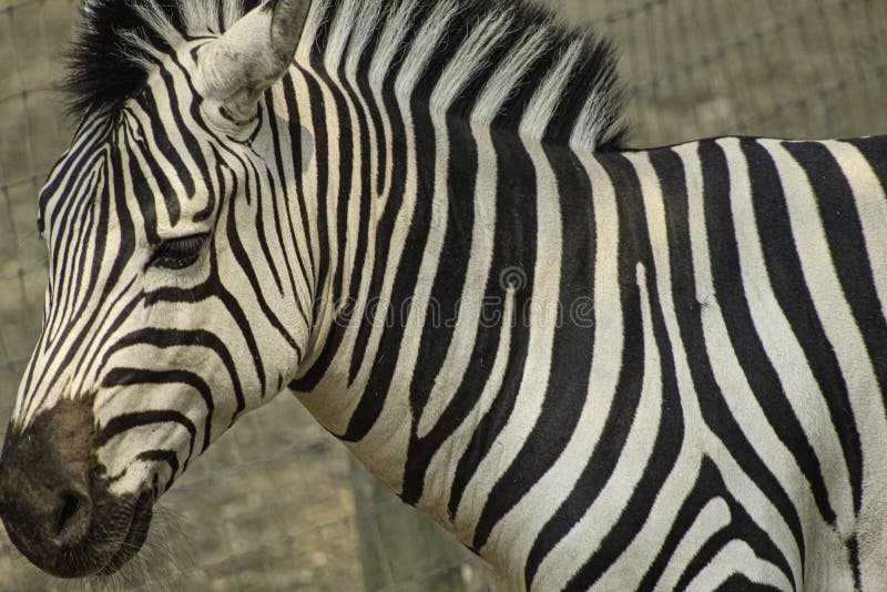 Zebra profile stock photo. Image of santa, face, california - 247926786