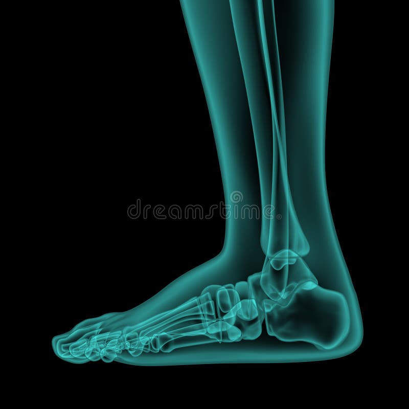 Side X-ray View of Human Foot and Ankle Stock Illustration ...