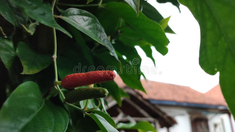 Side by Side Red and Green Java Long Pepper Stock Image - Image of ...