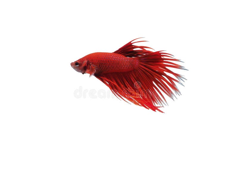 Side of Red Siam Fighting Fish on White Back Ground Stock Photo - Image ...